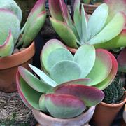 Red Lips Succulent