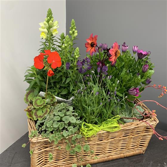 Plant Hamper