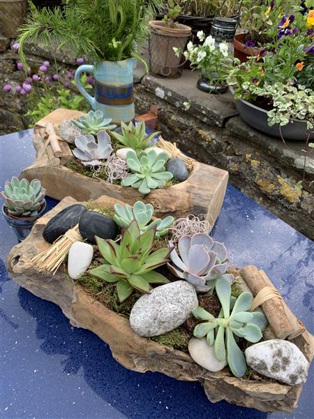 Natural succulent log