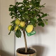 Large Lemon Tree