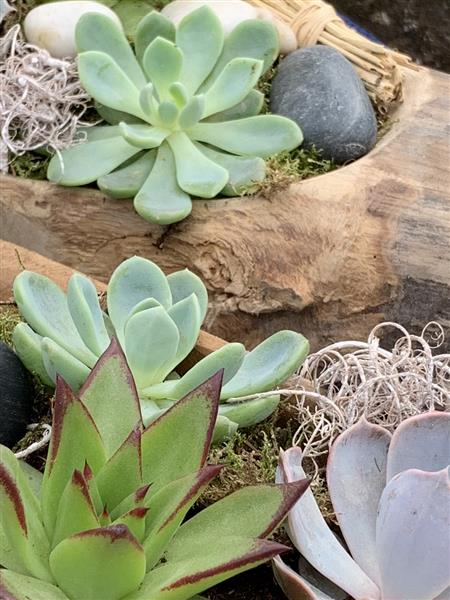 Natural succulent log